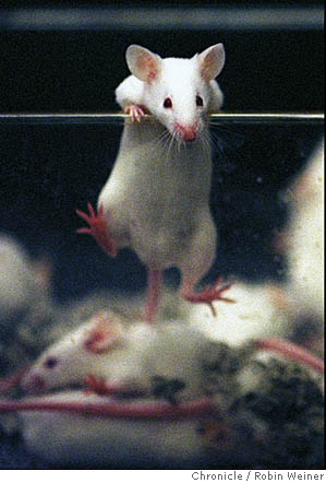 Merging animal, human cells -- where's the line?