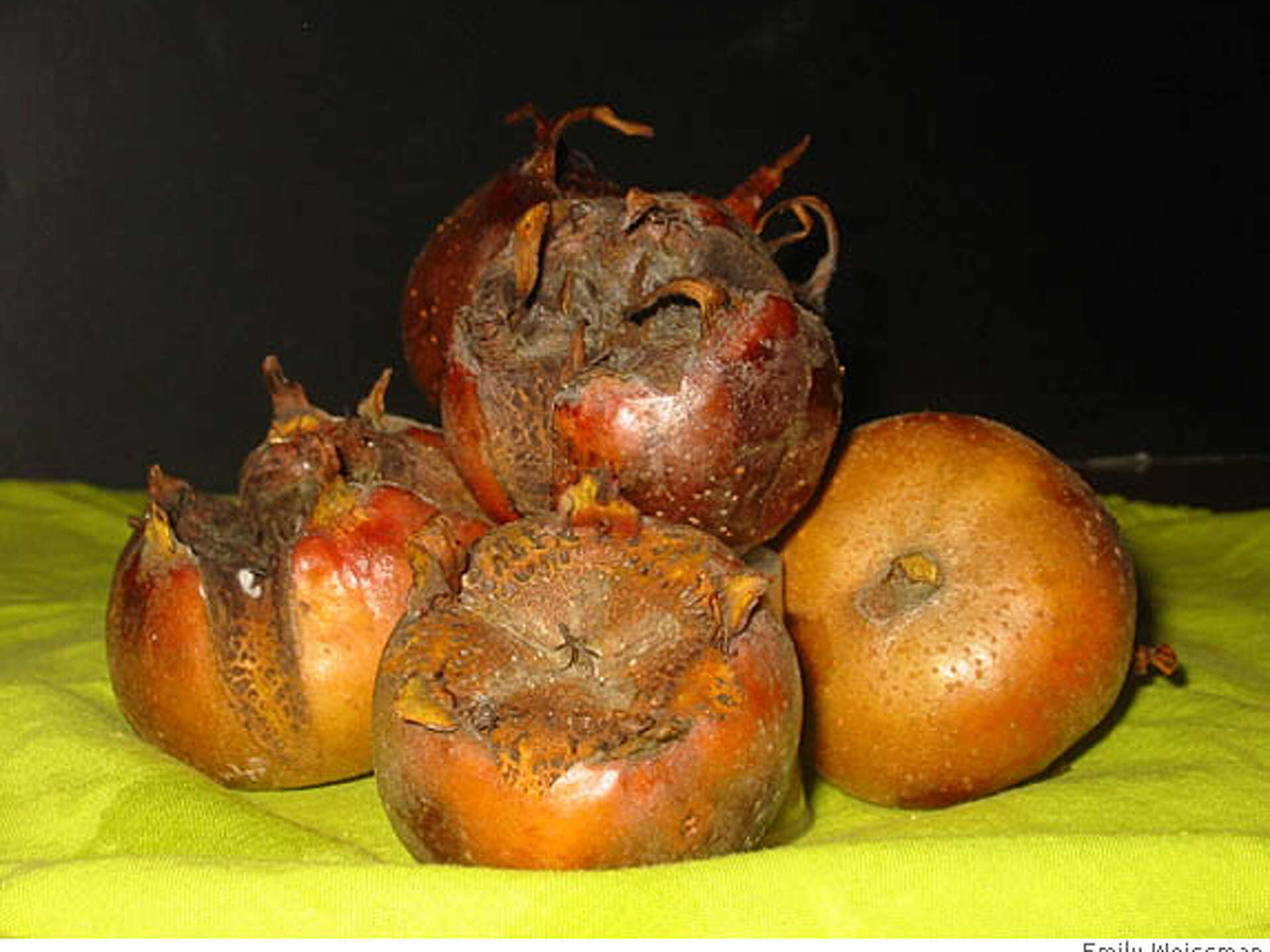 PLANT OF THE WEEK: Medlar / Squishy fruit deservedly saved from ...