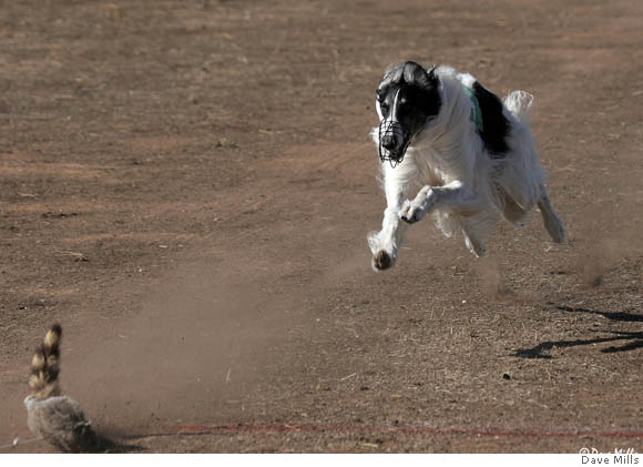 Hounds show some hustle / Dogs and owners quickly take to competition