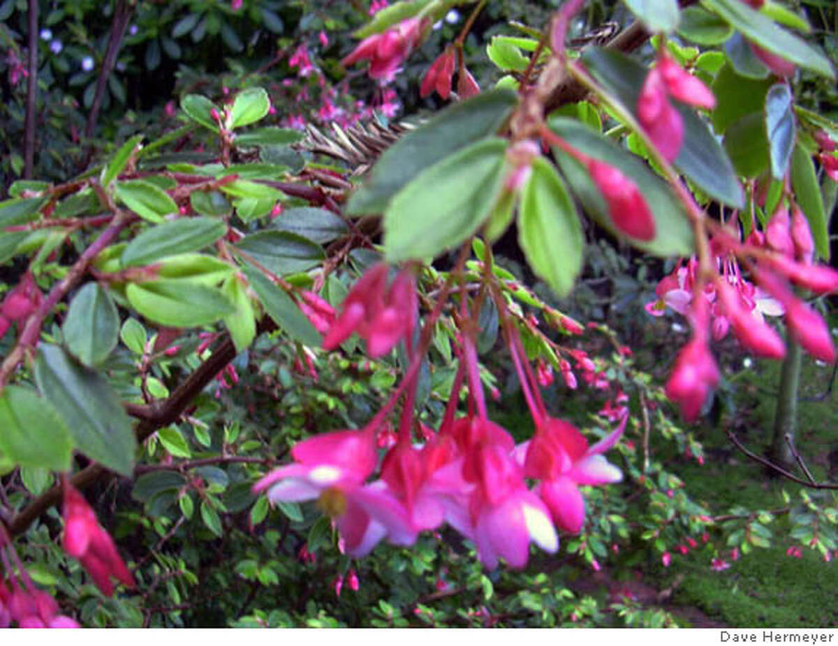 Shade lover blooms year-round in our climate