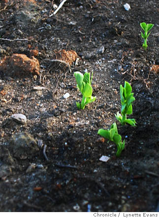 PLANT OF THE WEEK:Pea shoots / Tender, tasty pea shoots are a spring thing