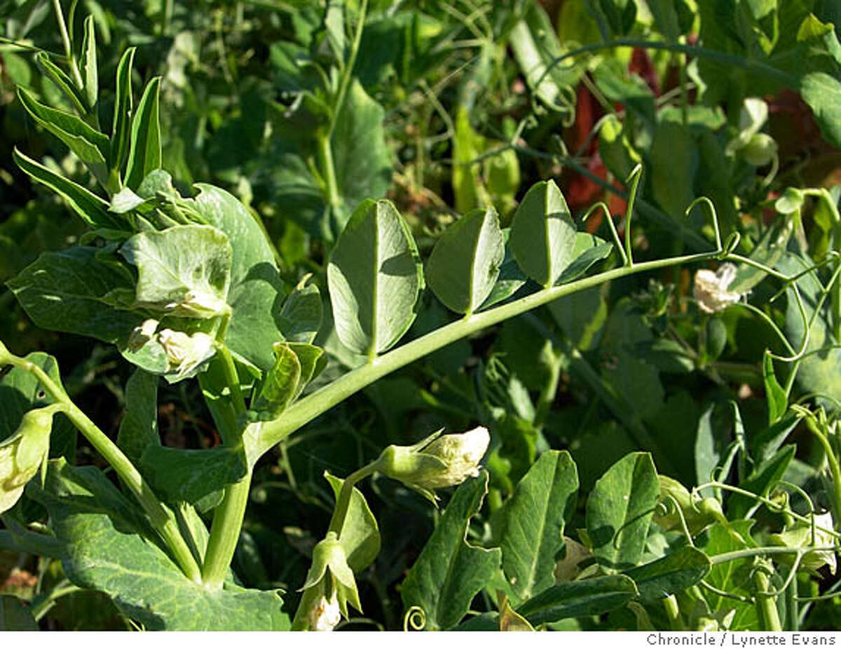 PLANT OF THE WEEK:Pea shoots / Tender, tasty pea shoots are a spring thing