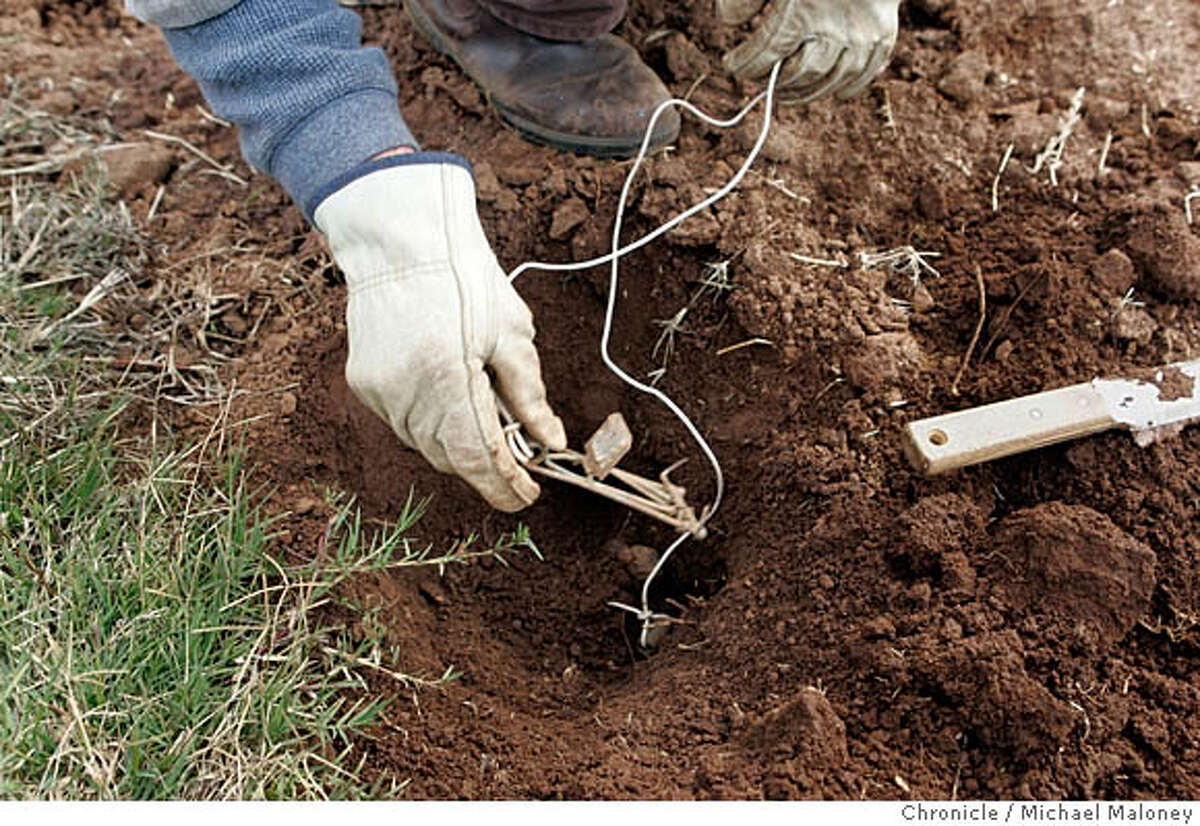 Making gophers go away, without applying poison / UC Santa Cruz farm ...