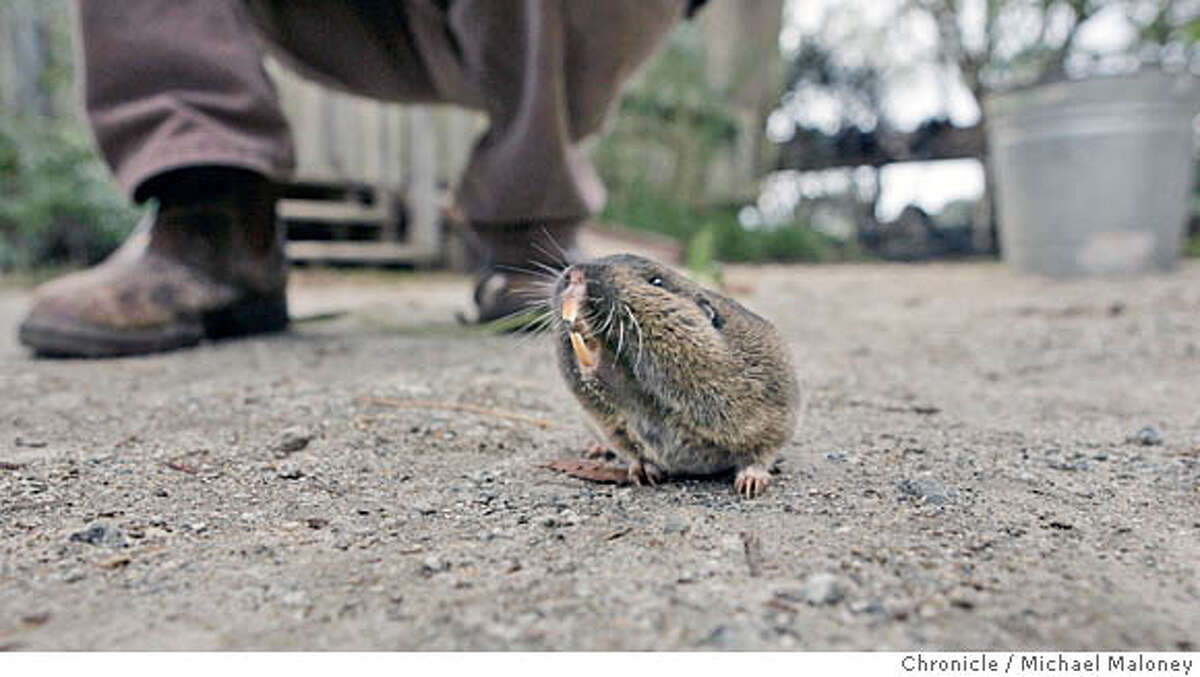 Making gophers go away, without applying poison / UC Santa Cruz farm ...
