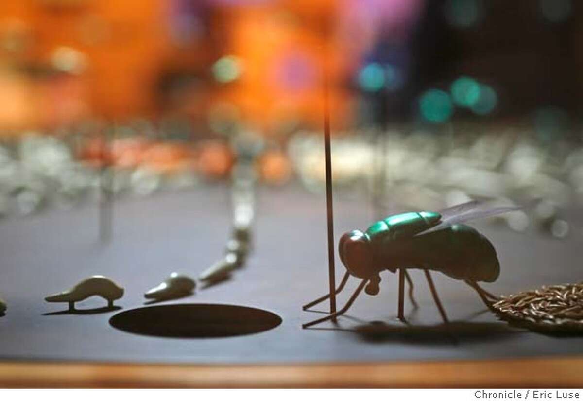 BERKELEY / GET BUGGED OUT / Exhibition shows how insects help ...
