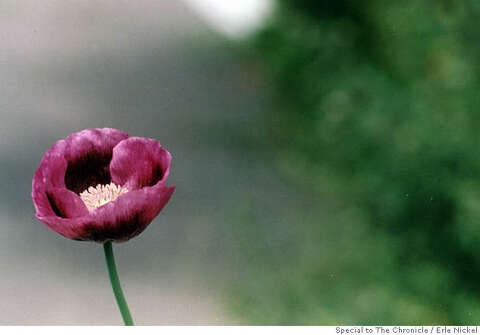 Breadseed poppies a botanical balance of art and architecture