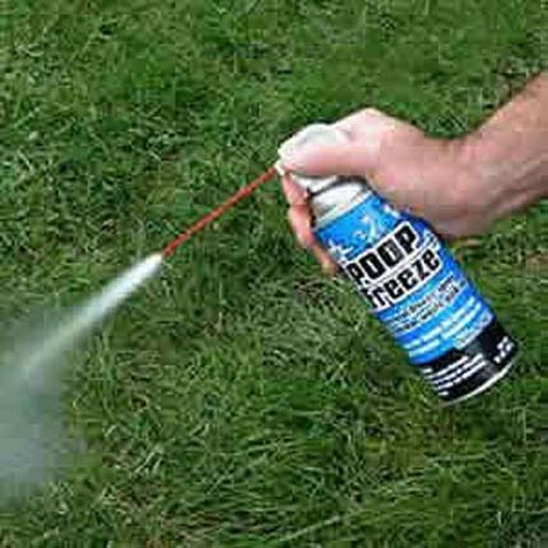 Dog's Life: Break an unhealthy habit - scoop pets' feces