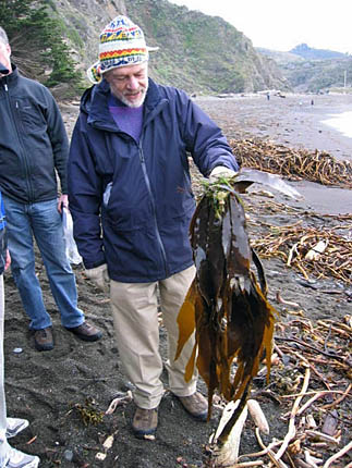 Not just green slimy stuff -- a celebration of seaweed / Growers, cooks ...