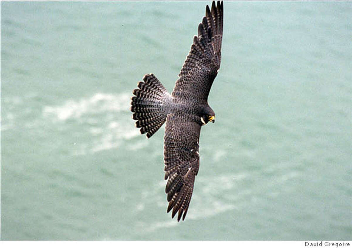 Peregrine falcons in love and flying high