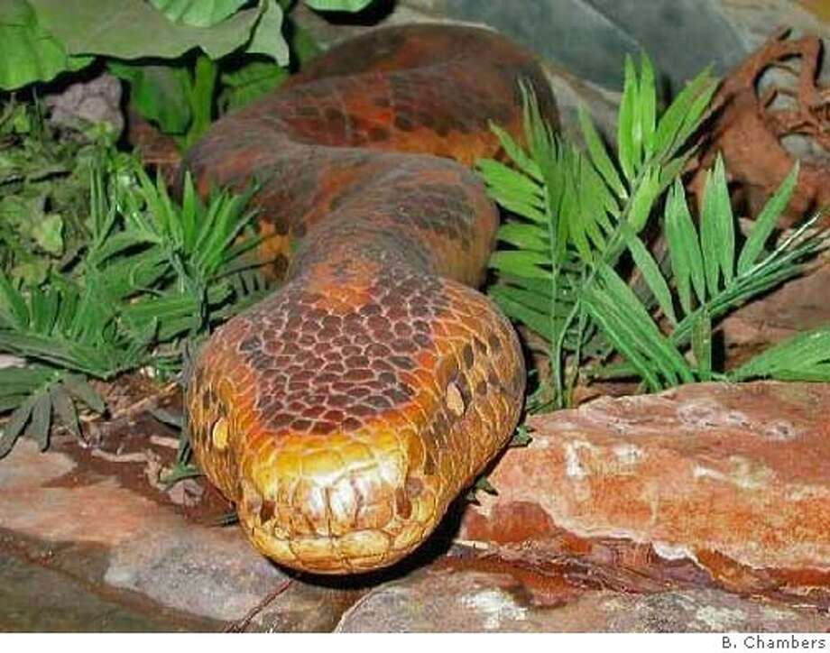 OUTBACK SNAKE / 30 million-year-old Australian fossil points to ...