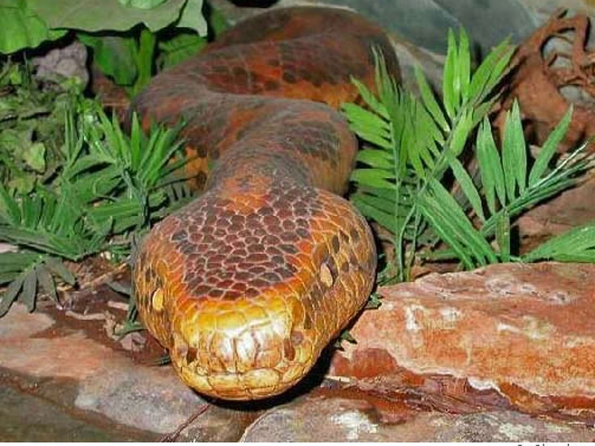 OUTBACK SNAKE / 30 million-year-old Australian fossil points to ...