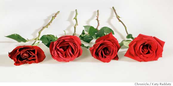 A thorny issue / We compared four bunches of Valentine roses so you ...