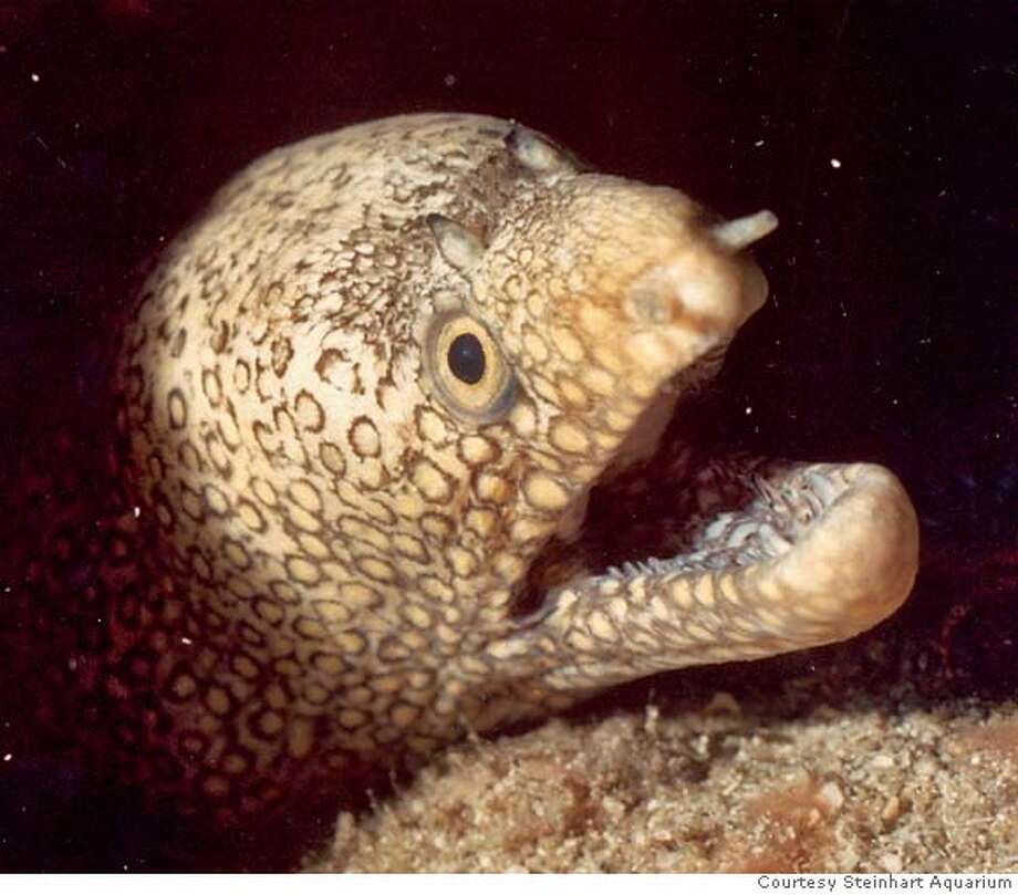 Researcher finds secret to eel's eating technique: Extra set of jaws ...