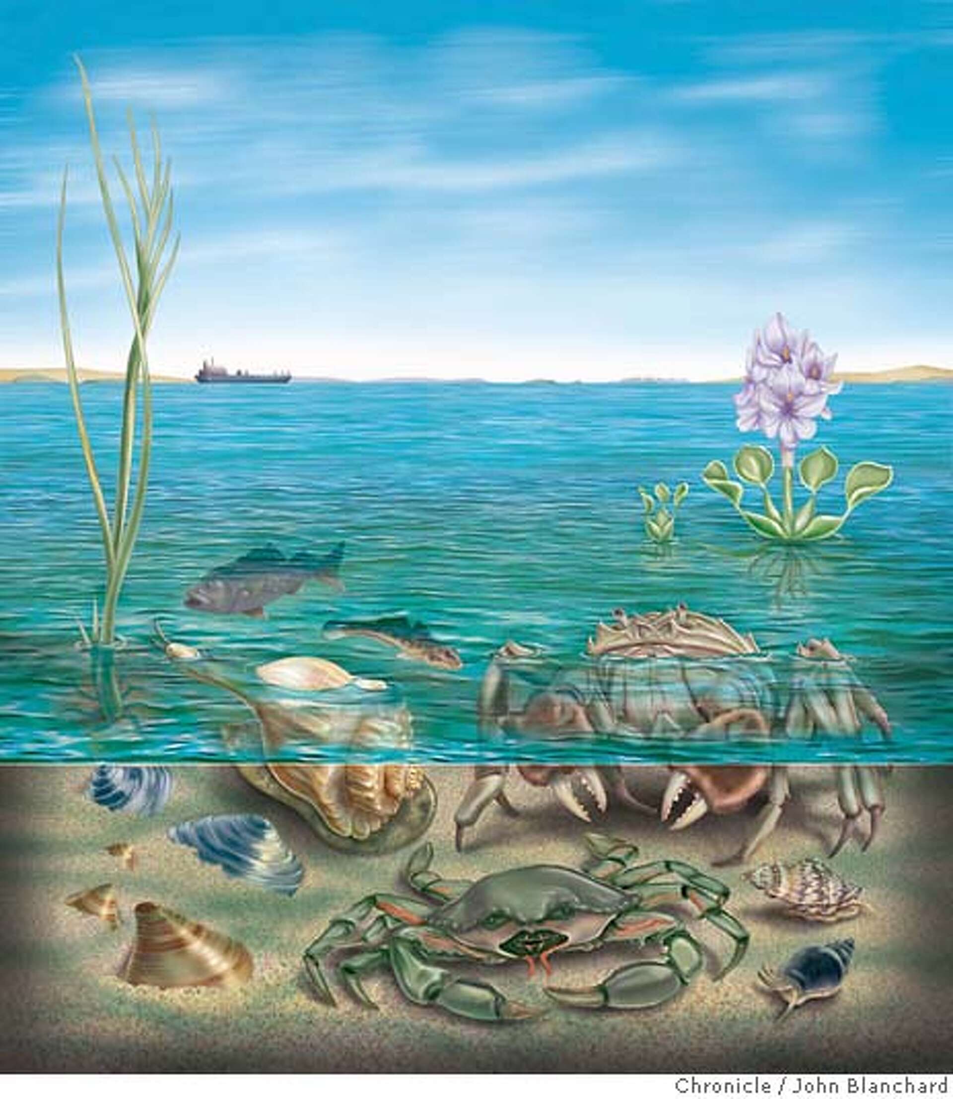 The Great Invaders / A new ecosystem is evolving in San Francisco Bay ...