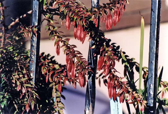 PICK OF THE WEEK / Red flowers drip from hardy evergreen