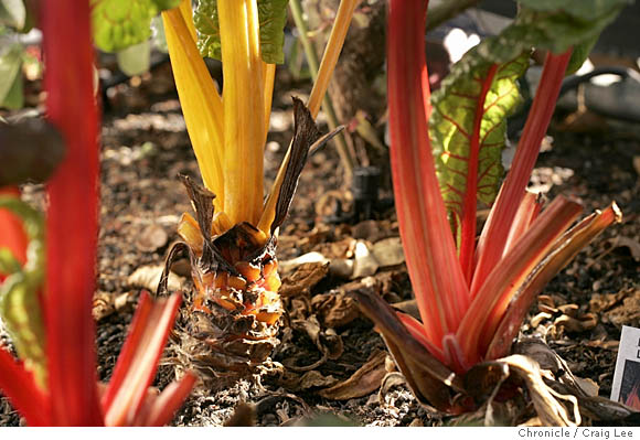 PLANT OF THE WEEK / 'Bright Lights' chard in the big city