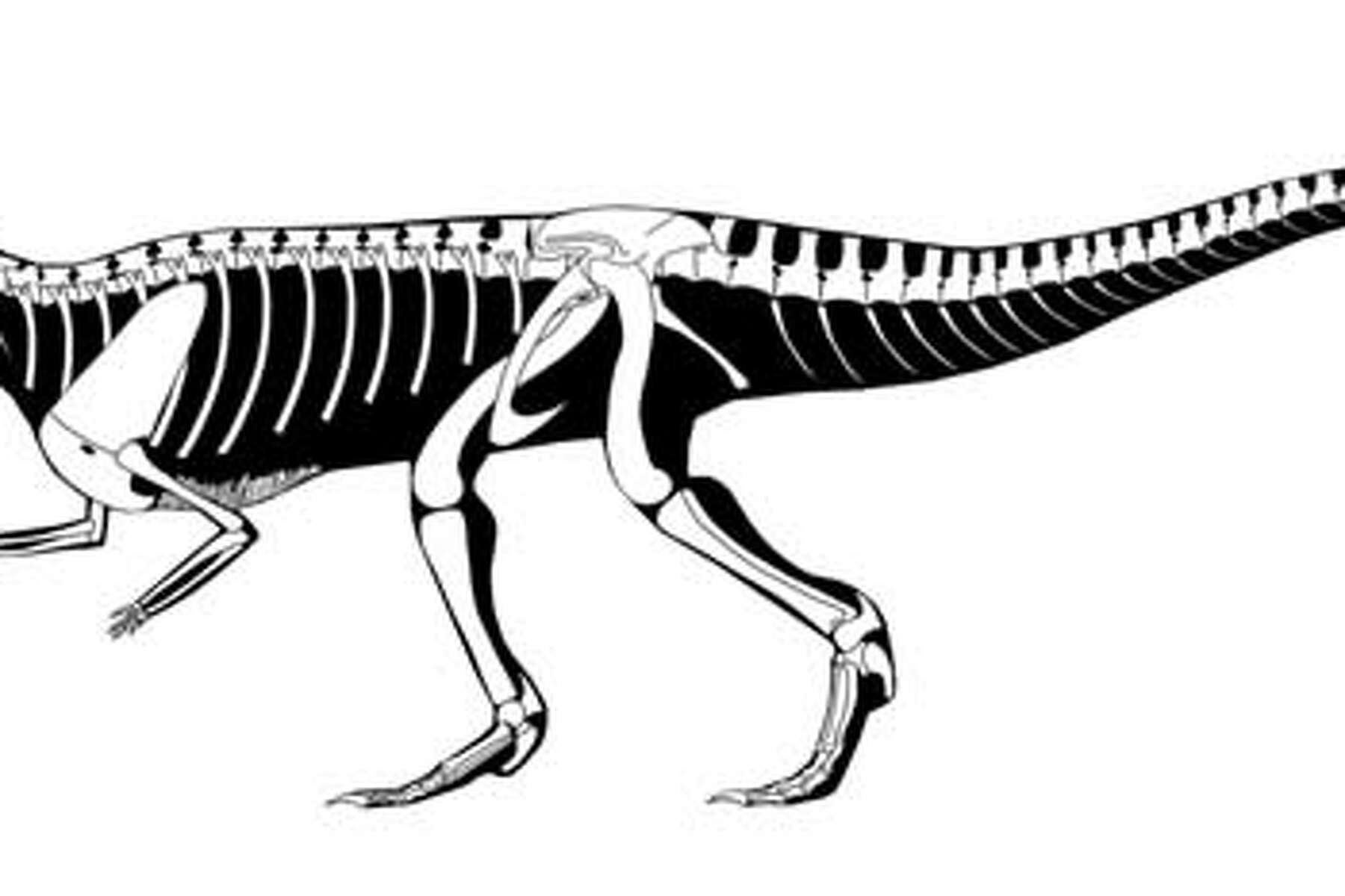 Alligator Vs T Rex