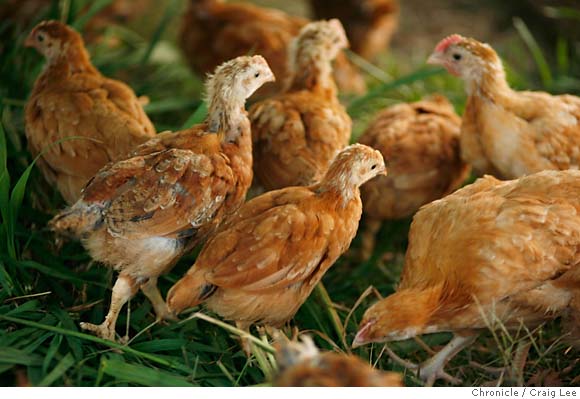 Raising poultry the new-old way