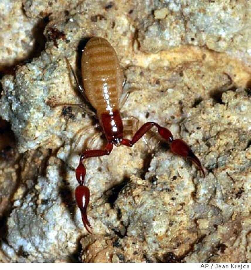 CALIFORNIA / 27 new species unearthed from Sierra Nevada / Some ...