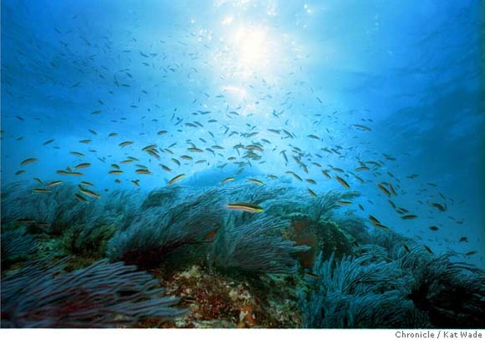 A WARMING WORLD: THE DIFFERENCE A DEGREE MAKES / SURVIVAL OF A REEF