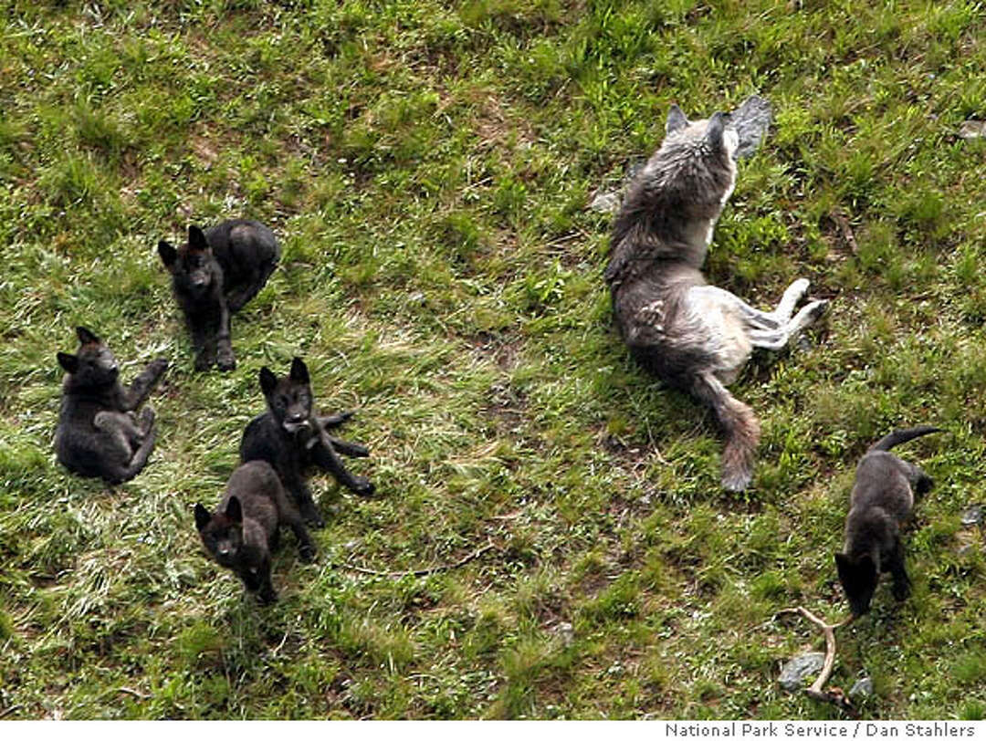 Wolf attack a tragic, cautionary tale