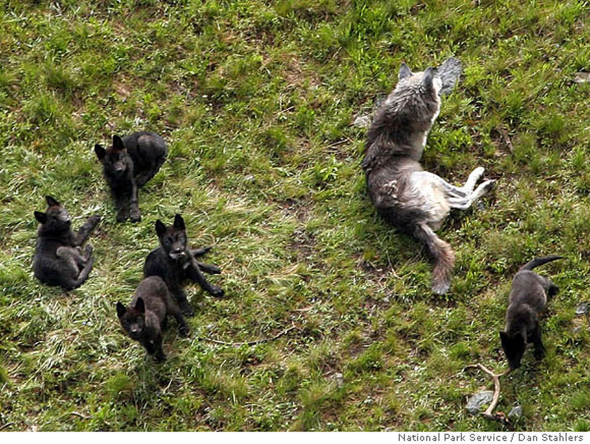 Wolf attack a tragic, cautionary tale