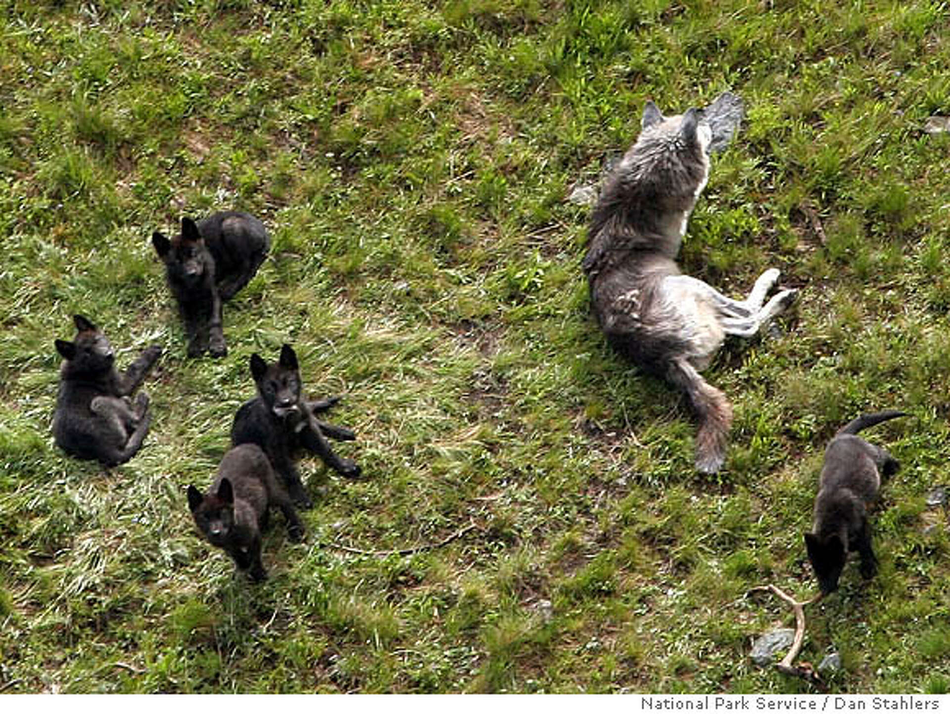 Wolf attack a tragic, cautionary tale