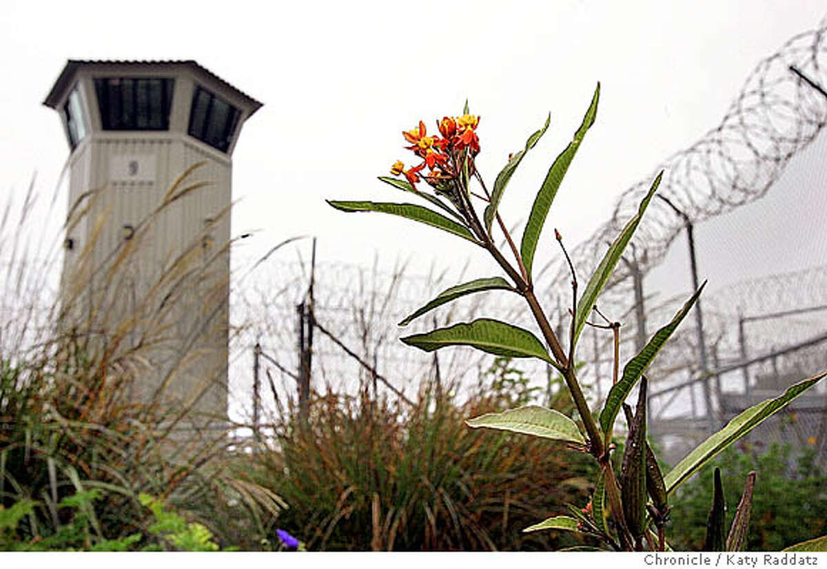 Behind the garden wall / Not only plants grow in this garden / Some San ...