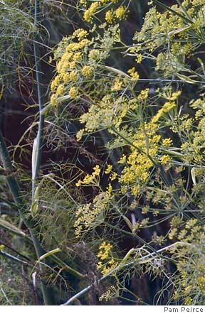 Golden Gate Gardener: Community garden dispute over fennel plant