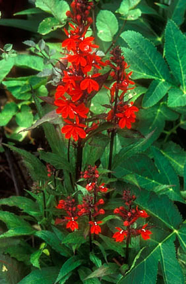 Fiery flowers bloom in watery places
