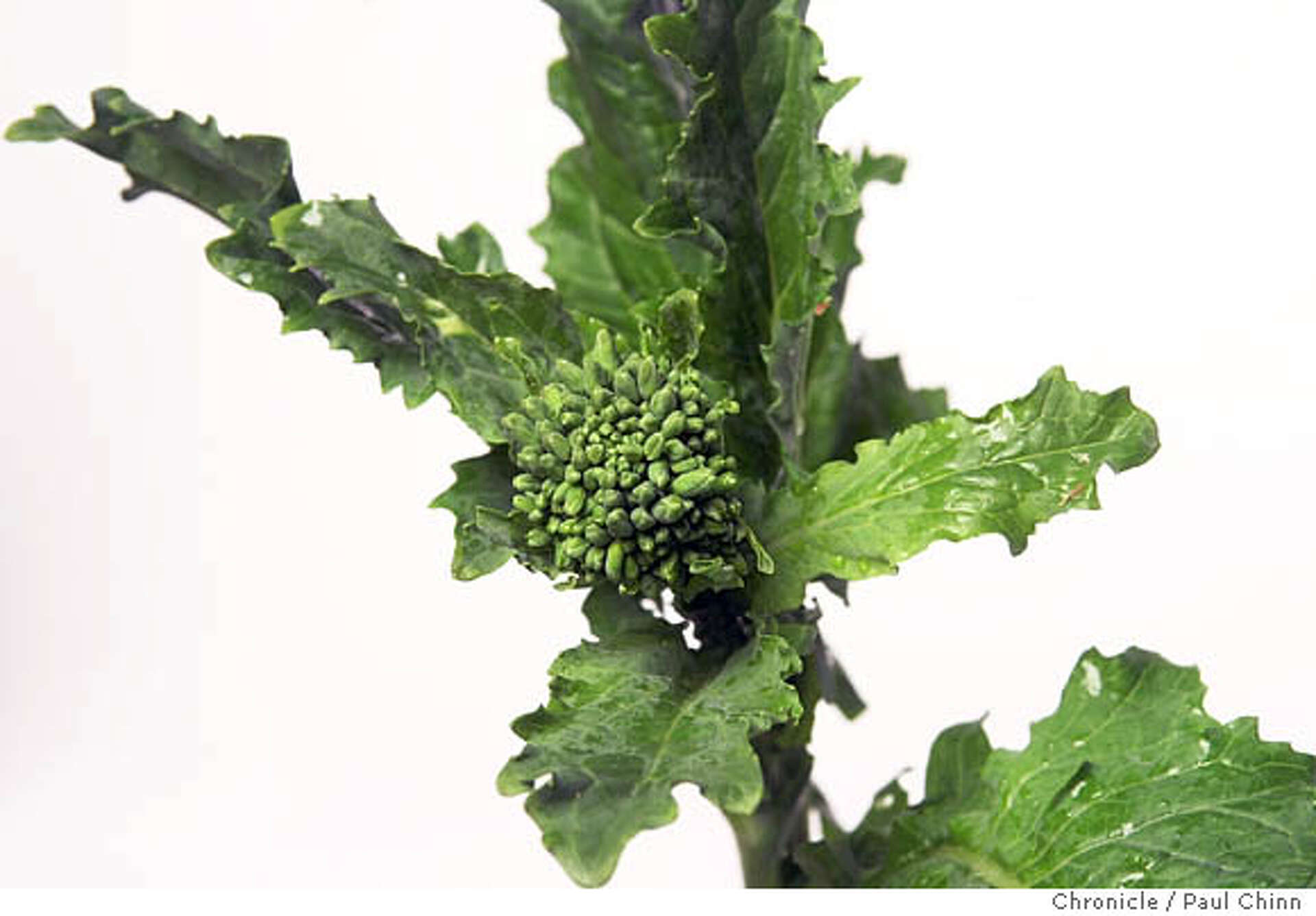 PLANT OF THE WEEK: Broccoli rabe / Green cousins, bitter and sweet