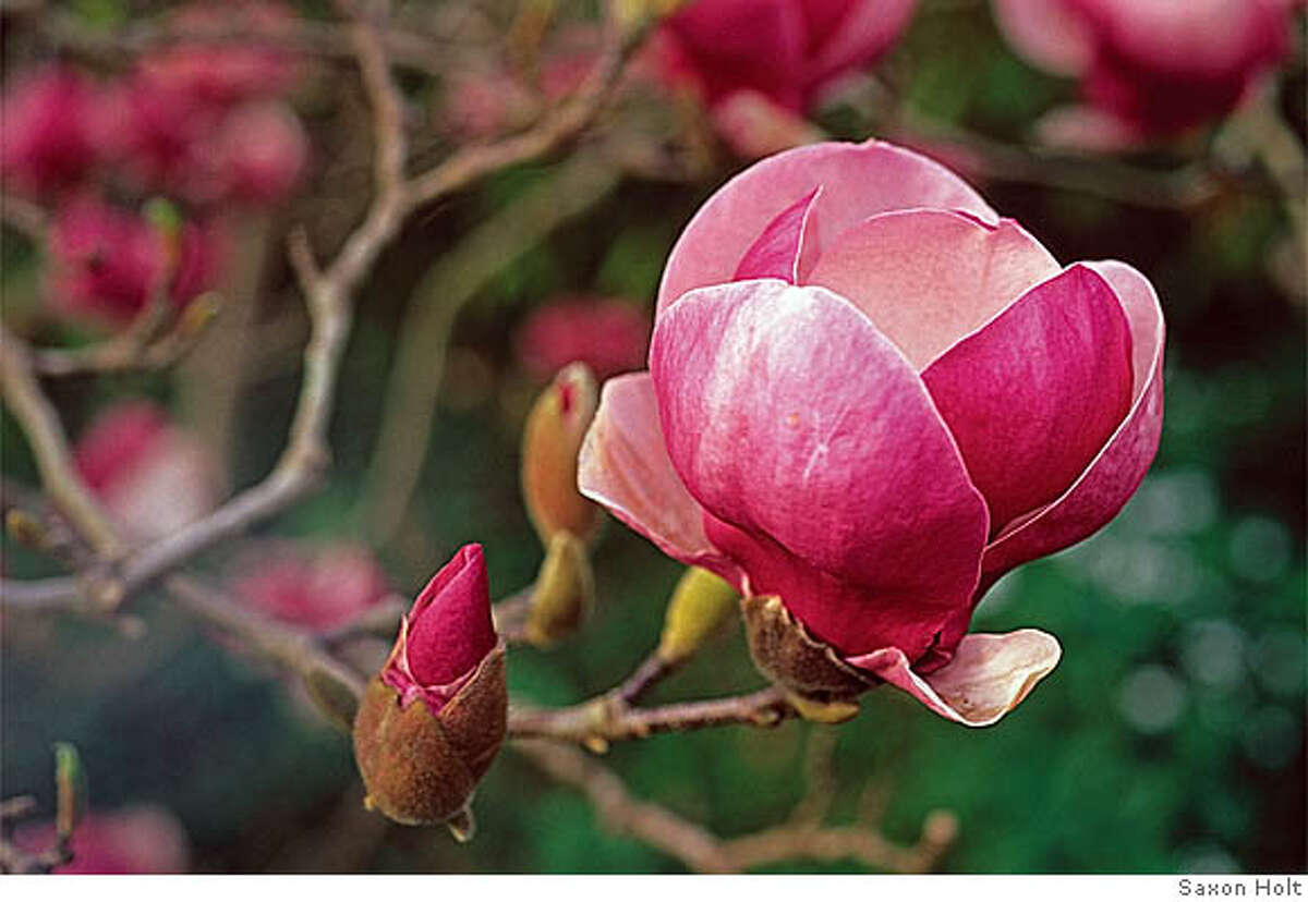 Magnificent magnolias / Natives of the Deep South and their local ...