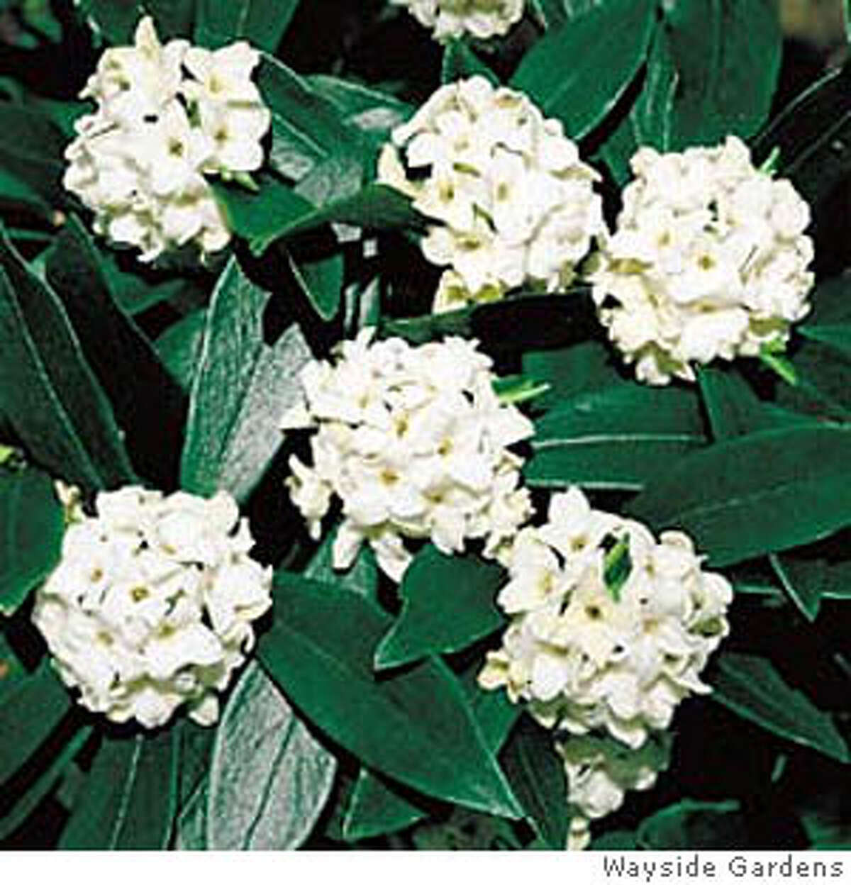 PICK OF THE WEEK: Daphne Odora / Blooming shrub displays its charms in ...