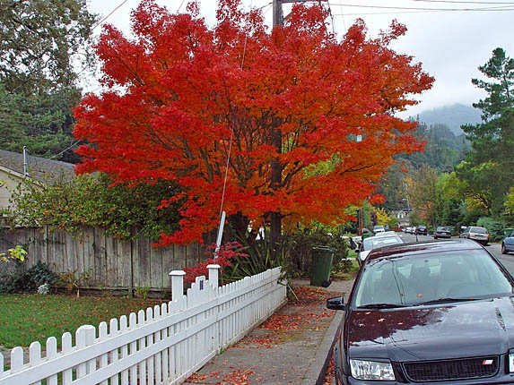 California colors don't limit themselves to fall flourish