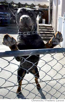 Gas meter reader makes best of 'Hound Hell' in San Pablo / PG&E trying ...