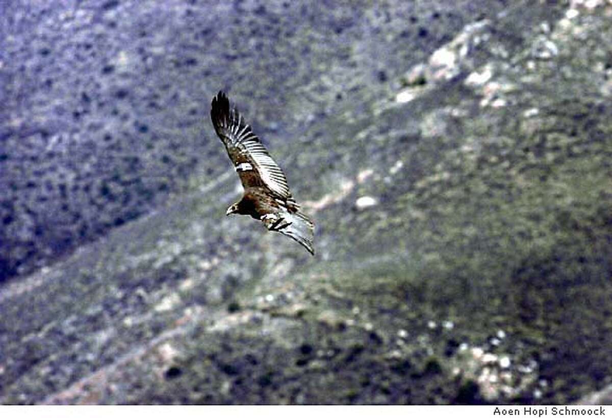 Condors flying high again / Near-extinct bird making comeback