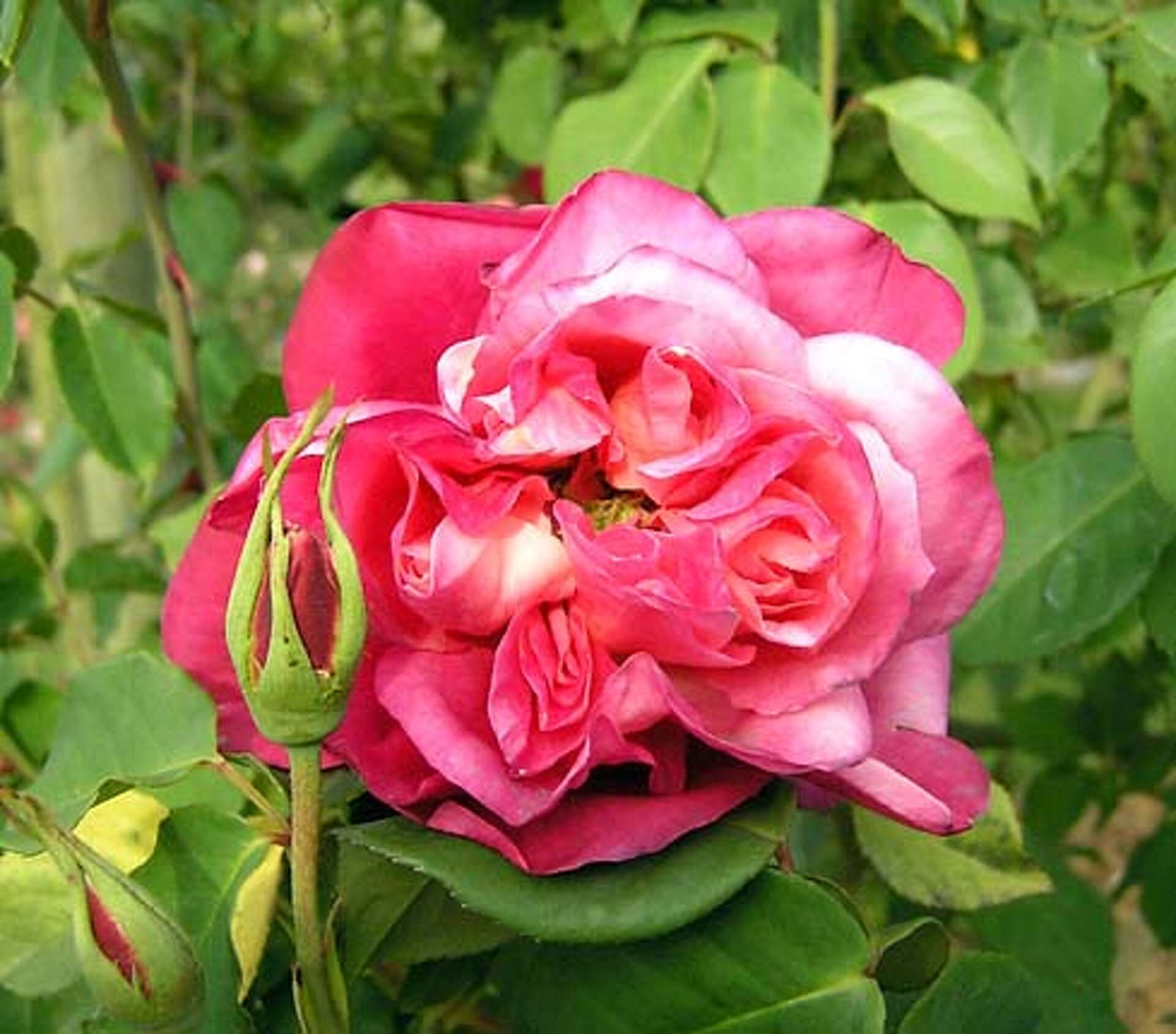 'Drive,' she said. 'I want plants, rare roses, new trees.'