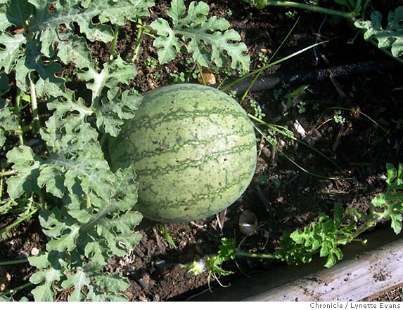 Small early watermelons boast big flavor