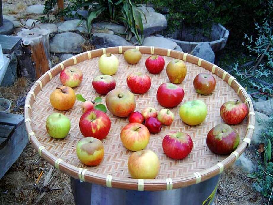 Hundreds of apples a day keep rare-fruit growers at play / Tired of ...