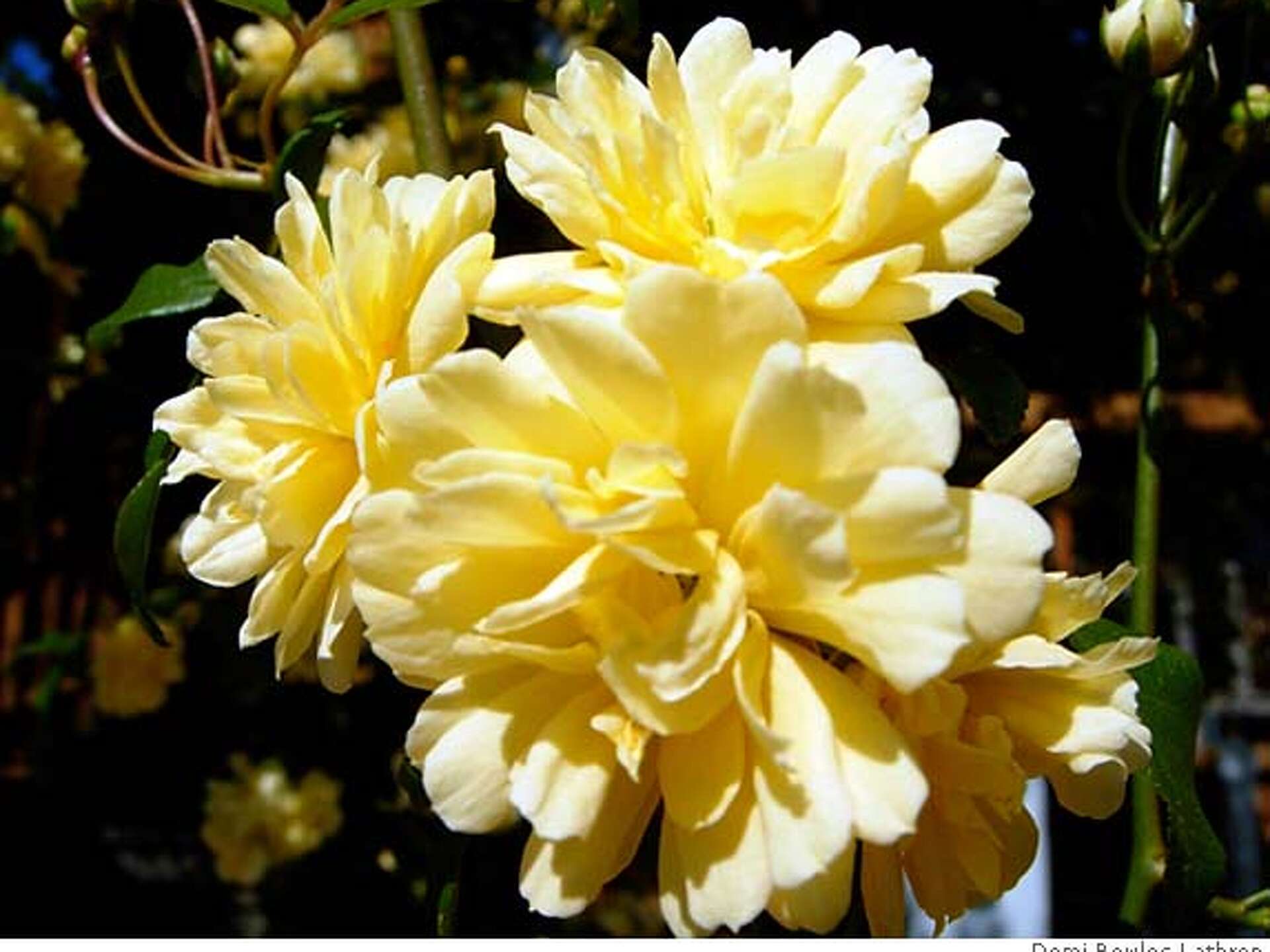 Pick of the Week: Sweet-smelling Lady Banks' rose likes it warm