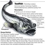 Toadfish's steamy love life is revealed / Singing fish sometimes let ...