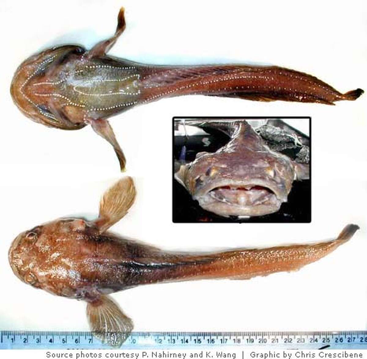 Toadfish's steamy love life is revealed / Singing fish sometimes let ...