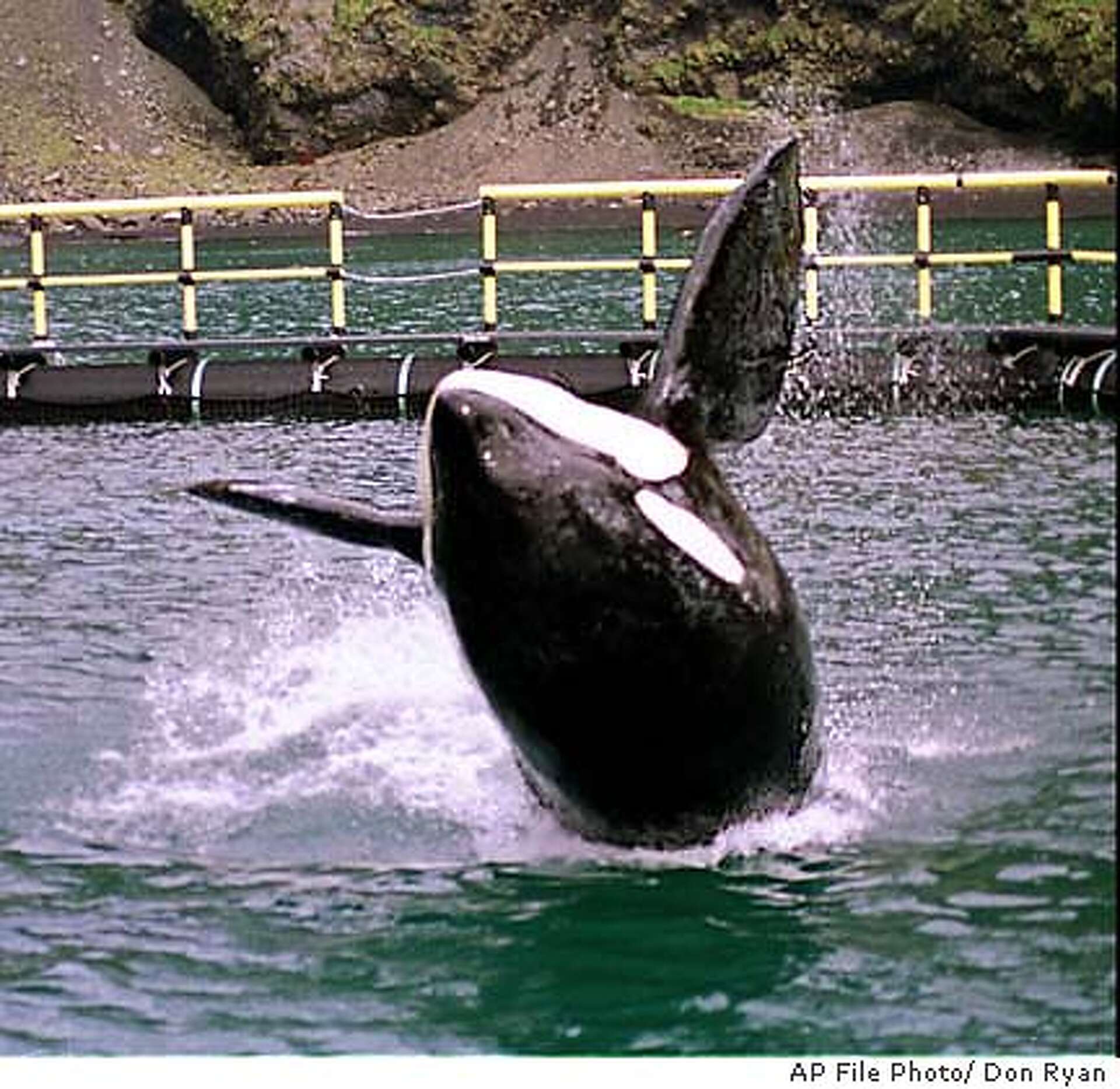 Film star whale dies off Norway / 'Free Willy' Keiko is overcome by ...