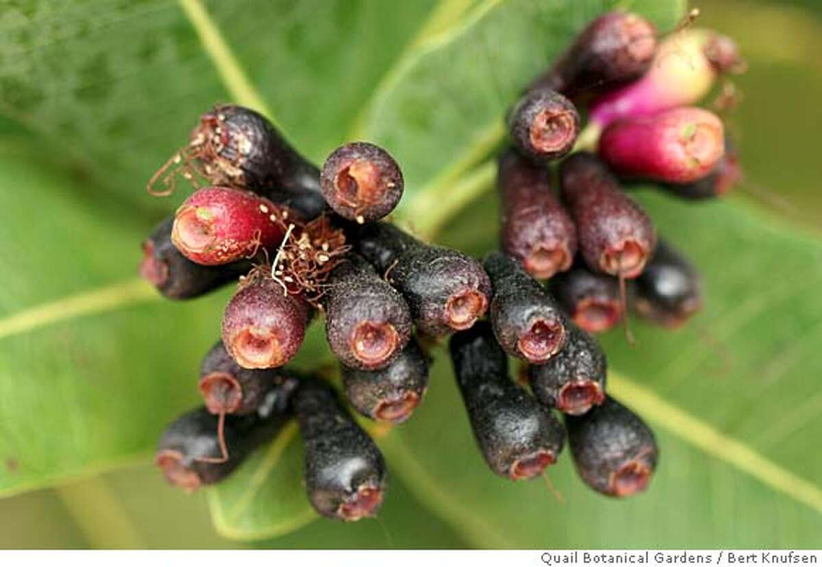 San Diego hidden kids' attractions: gardens, aquarium, wild animals