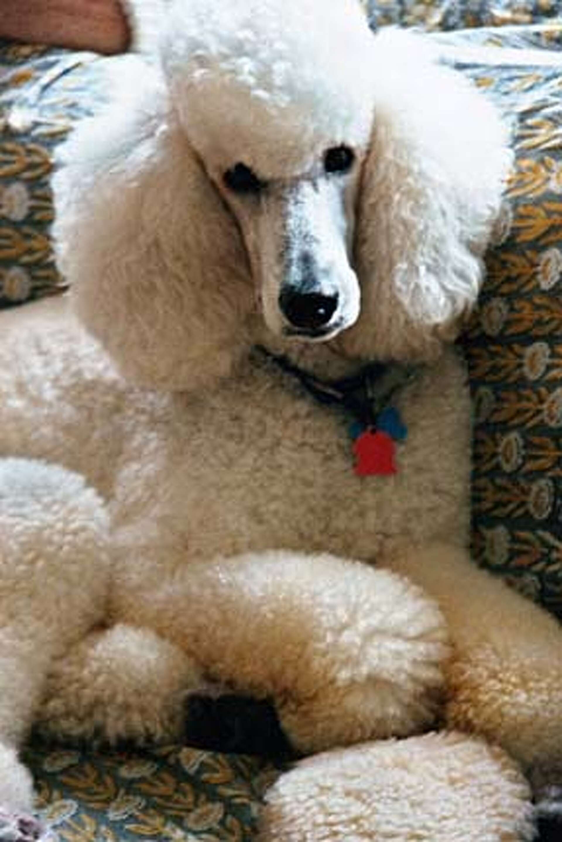 Getting over poodle prejudice / Long vilified as prissy pups, standard ...