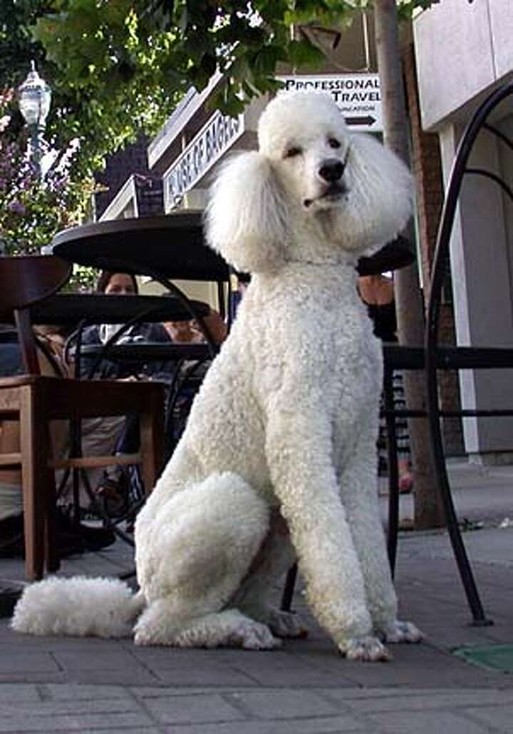 Getting over poodle prejudice / Long vilified as prissy pups, standard ...