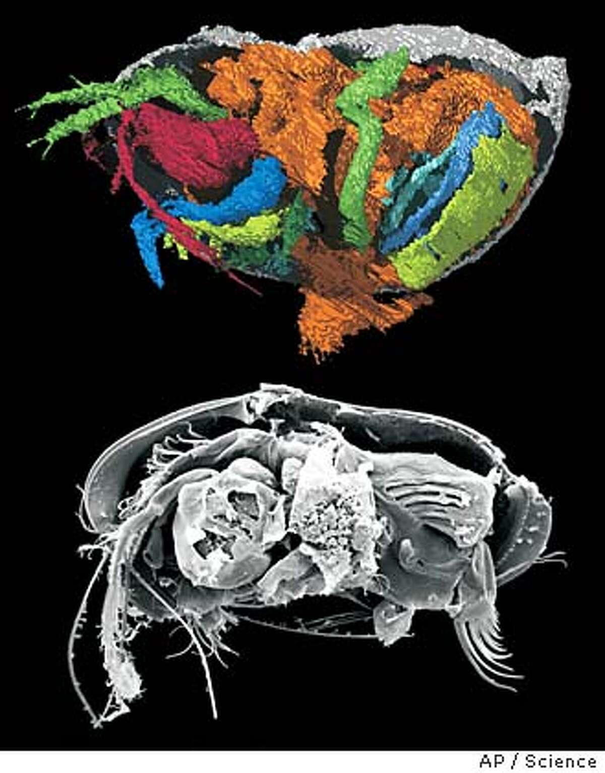 Tiny fossil of crustacean is oldest record of male animal / Well ...