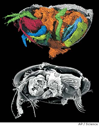 Tiny fossil of crustacean is oldest record of male animal / Well ...