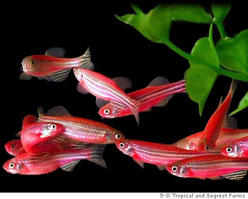 One fish, two fish, red fish ... blue fish? / Pet with a glow runs up ...