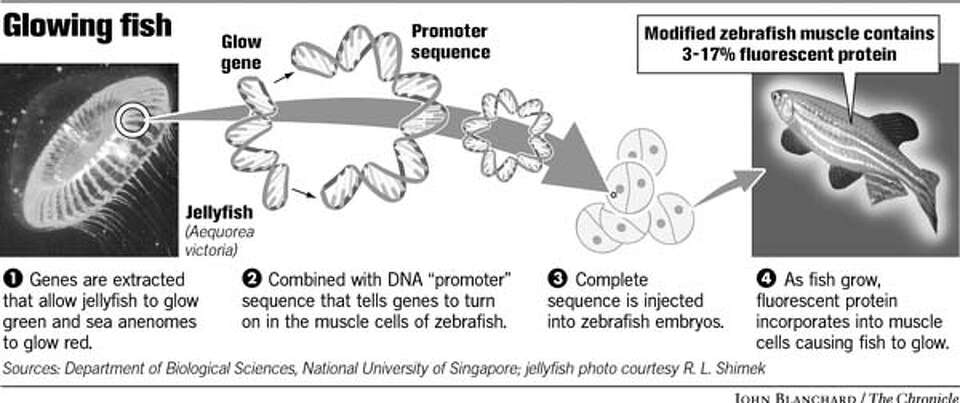 One fish, two fish, red fish ... blue fish? / Pet with a glow runs up ...